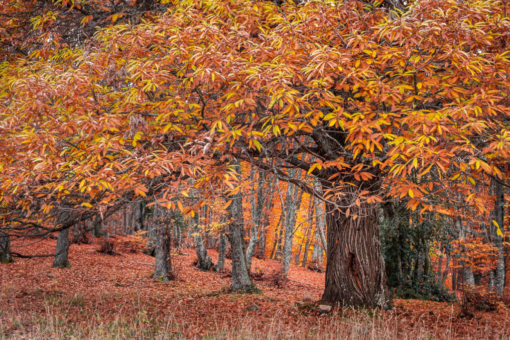 9 Fall Photography Tips - Alexios Ntounas Photography