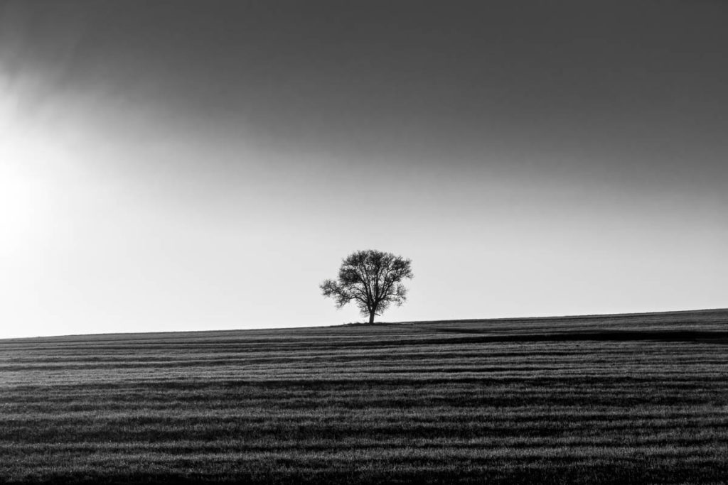 How to Photograph A Lone Tree - Alexios Ntounas Photography