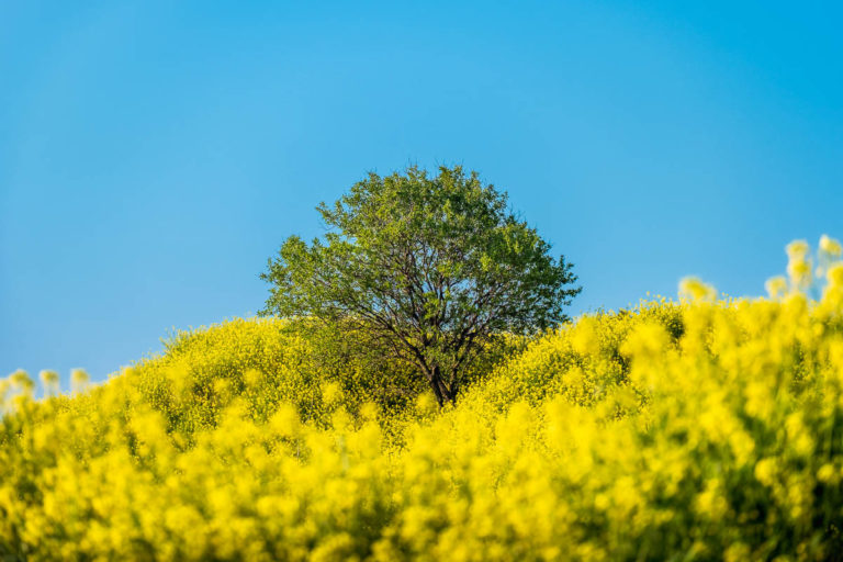 How to Photograph A Lone Tree - Alexios Ntounas Photography